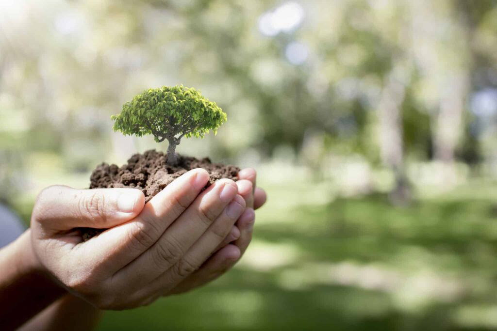 Effective Tree Care Practices for a Healthier Environment - Azad Magazine